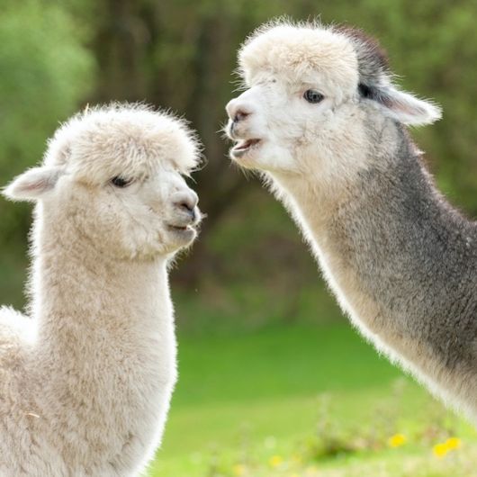 Alpaca Experience
